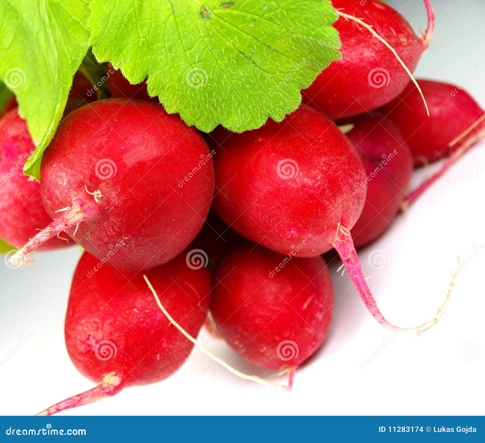 Bunch of fresh radish stock photo. Image of bunch, plant - 11283174