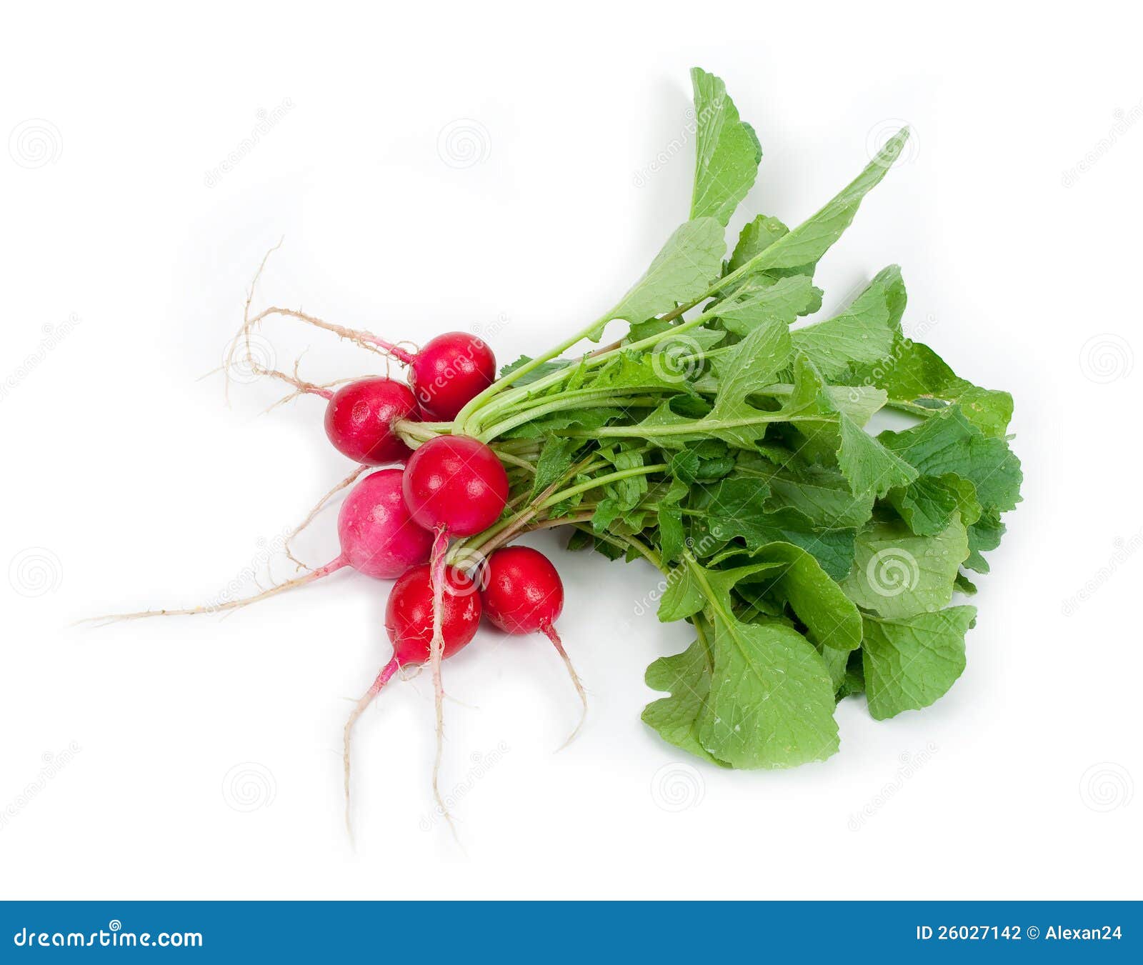 Bunch of fresh radish stock photo. Image of healthy, root - 26027142