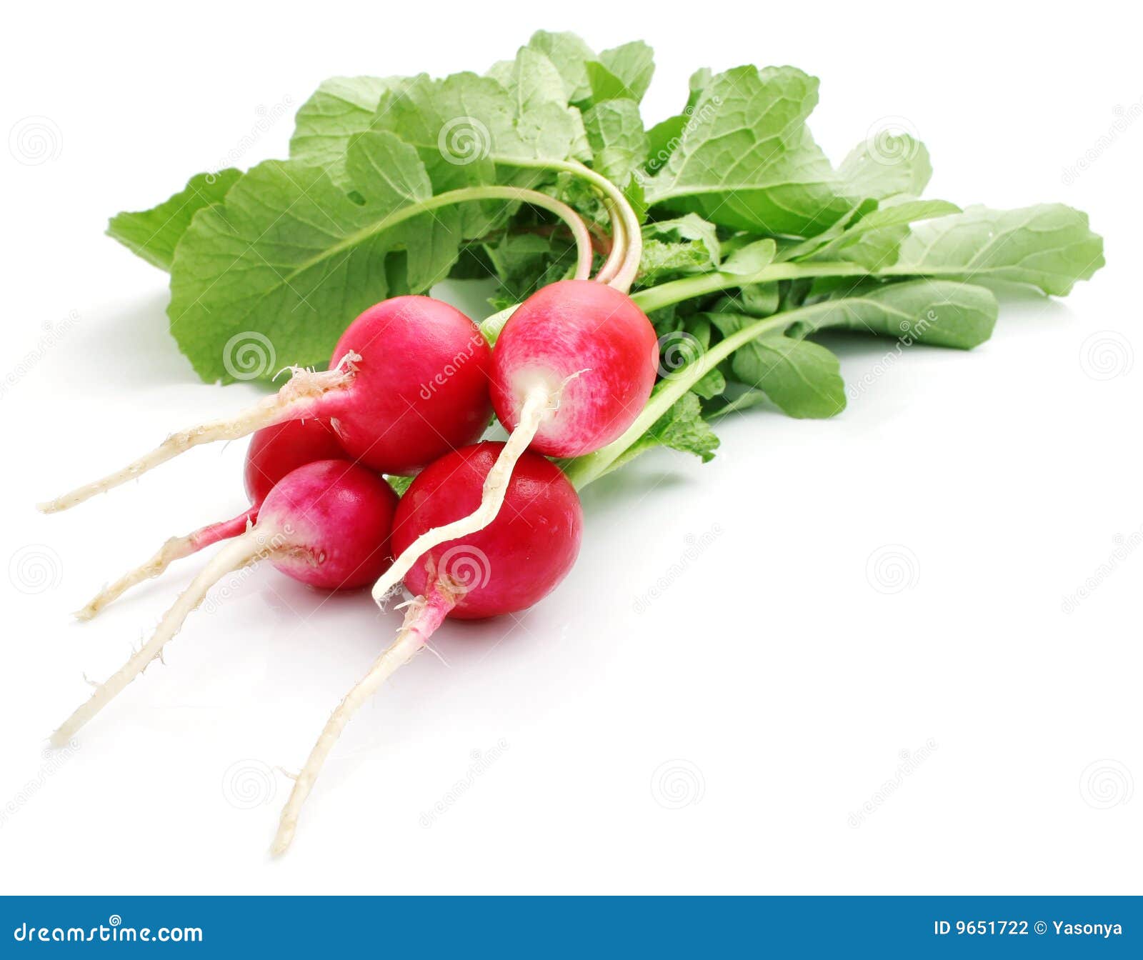 Bunch Fresh Radish Isolated Stock Photo - Image of fresh, green: 9651722