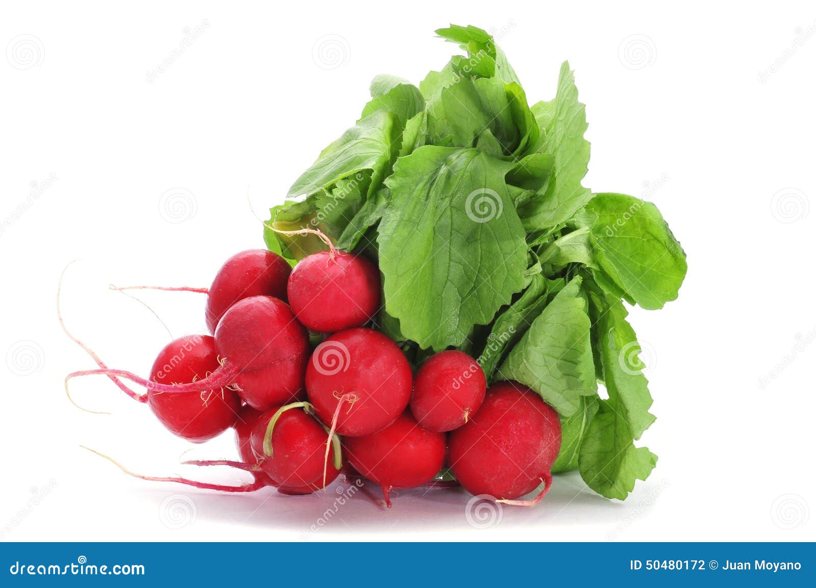 Bunch of fresh radishes stock photo. Image of ripe, radish - 50480172