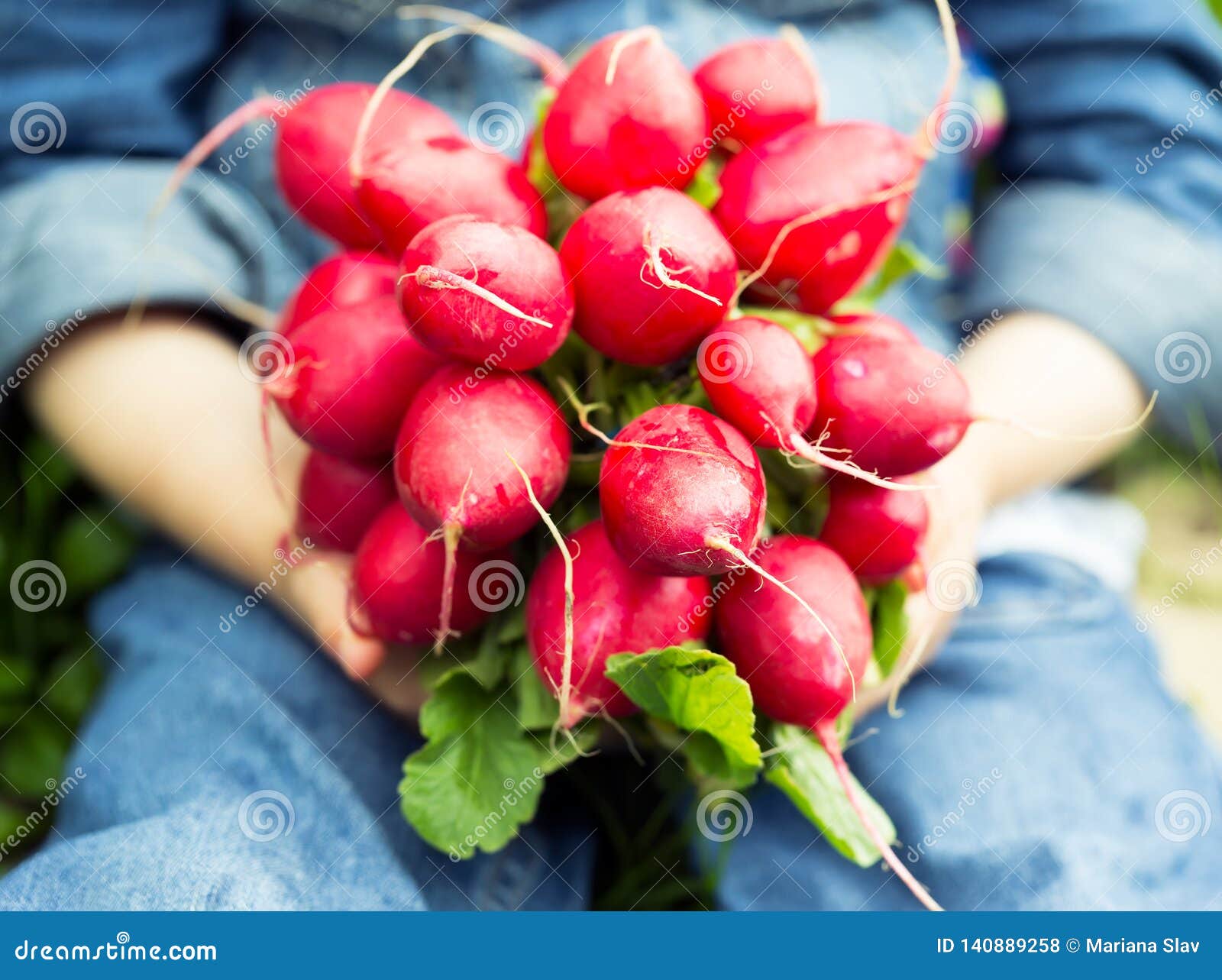 Bunch of Fresh Radishes in the Hands Stock Photo - Image of group ...