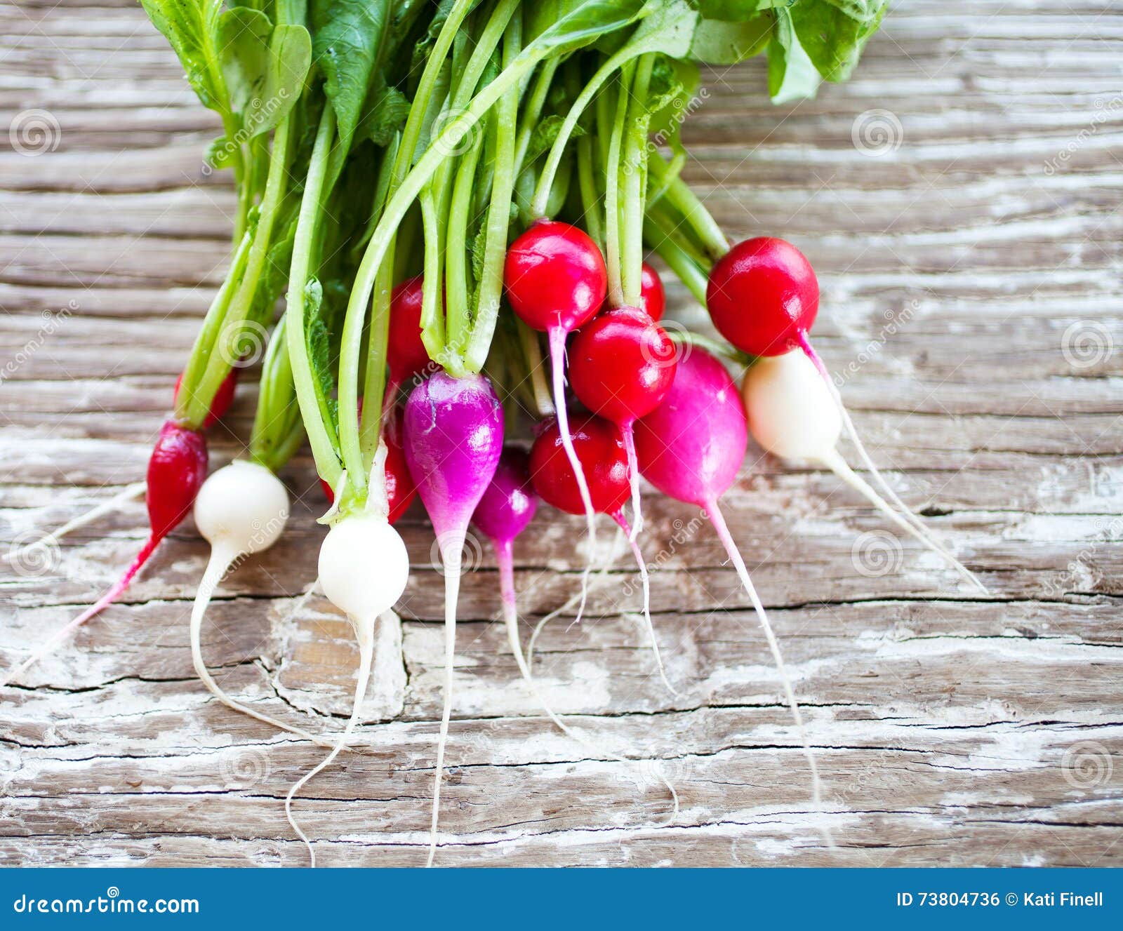 Bunch of fresh radishes stock photo. Image of nutrition - 73804736