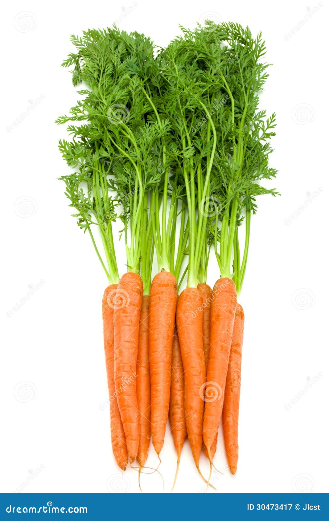 Bunch of Fresh Raw Carrots with Green Tops Isolated Stock Image - Image ...