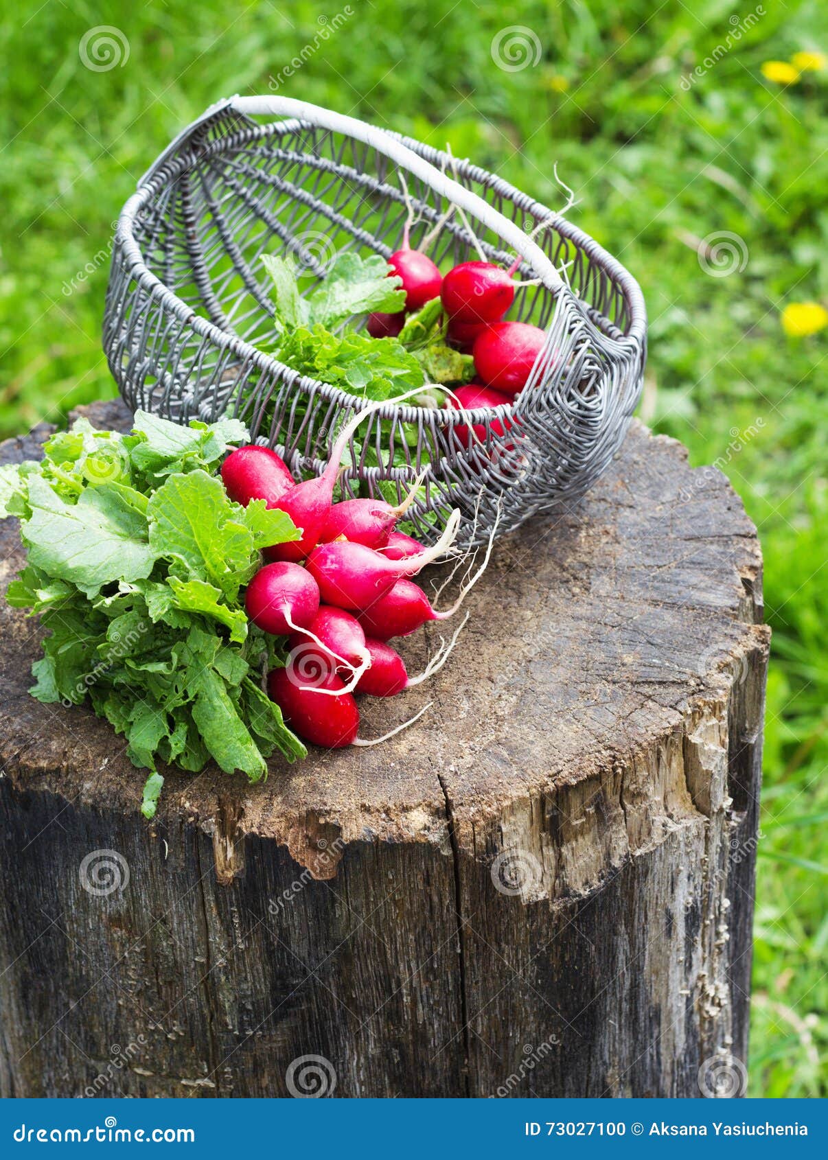 Bunch of Fresh Red Garden Radish in a Basket on the Stump Stock Photo ...