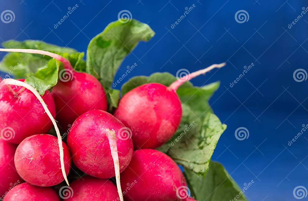 Bunch of Fresh Red Radish on Blue Background Stock Image - Image of ...