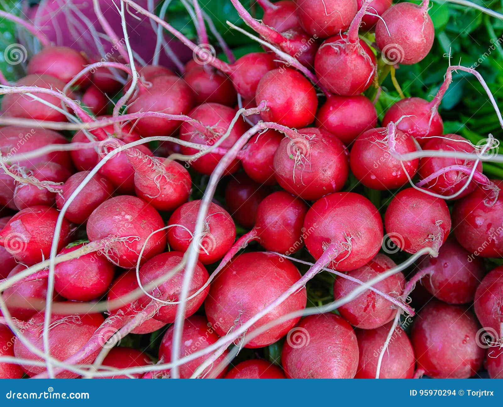 Bunch of Fresh Red Radishes in Market. Stock Photo - Image of closeup ...