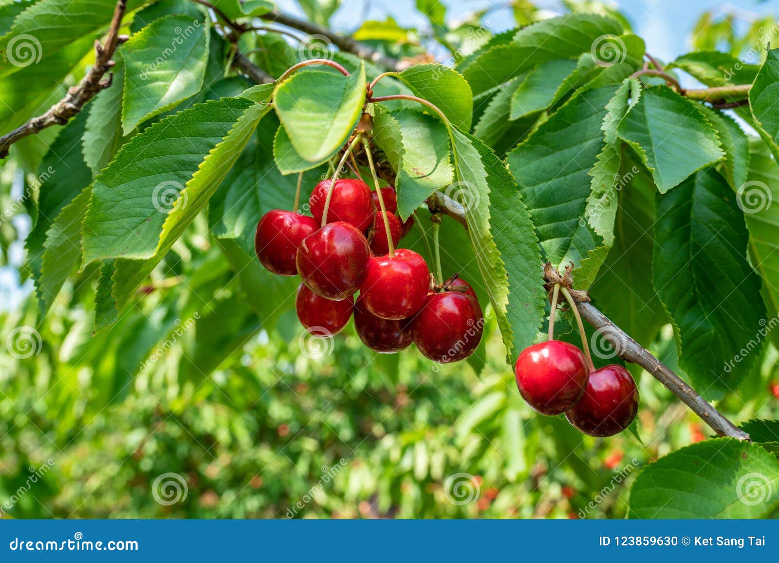 Bunch of Fresh and Ripe Cherries on Tree Stock Photo - Image of summer ...