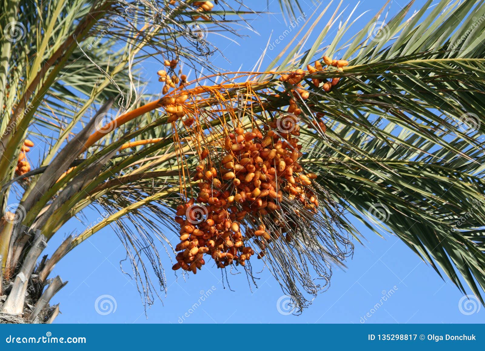 Ripe dates on a palm tree stock image. Image of ripe - 135298817
