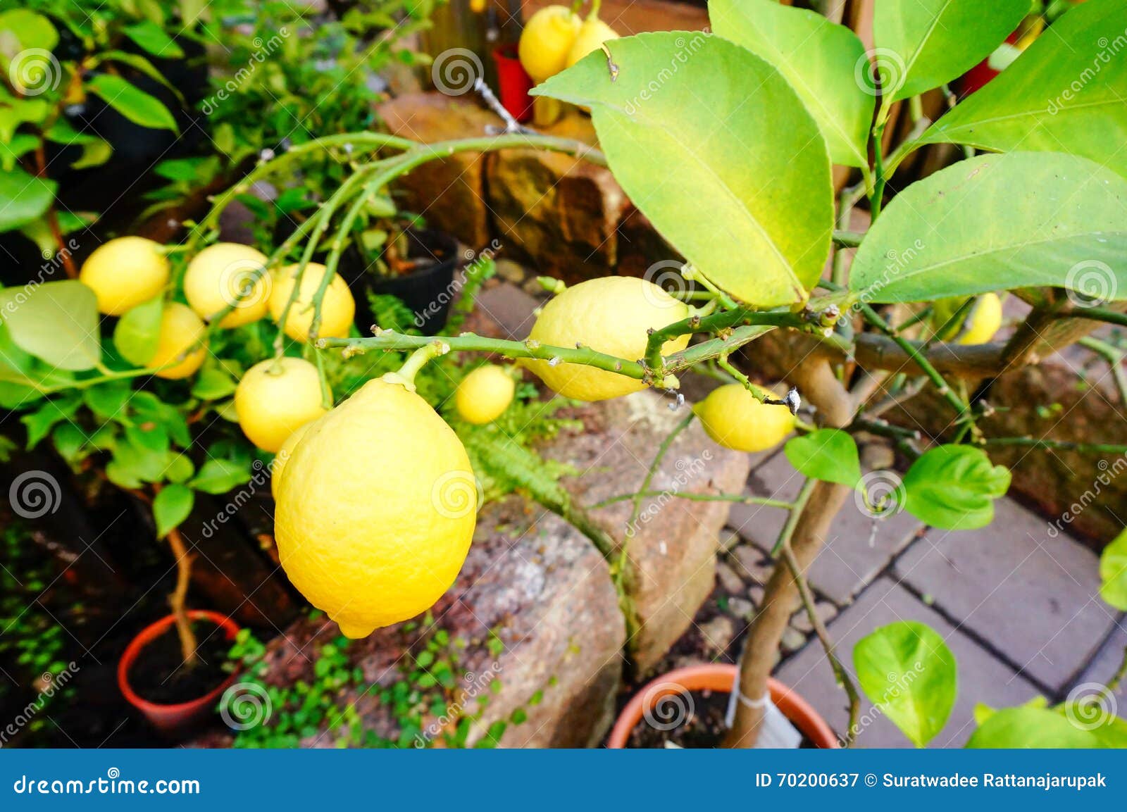 Bunch of fresh ripe lemons stock image. Image of citrus - 70200637