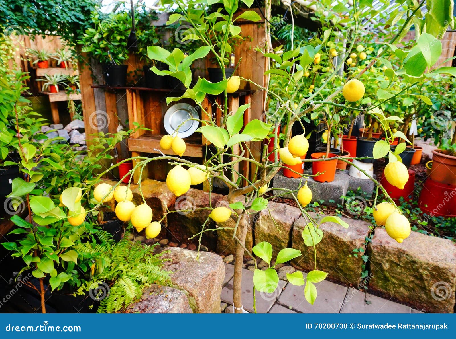 Bunch of fresh ripe lemons stock photo. Image of fruit - 70200738