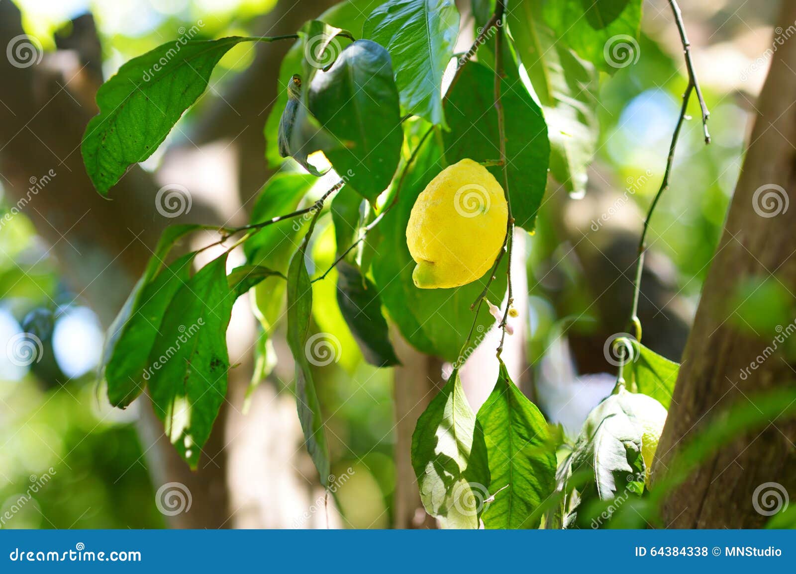 Bunch of Fresh Ripe Lemons on a Lemon Tree Branch Stock Photo - Image ...