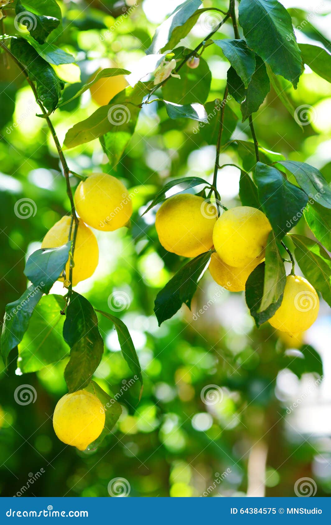 Bunch of Fresh Ripe Lemons on a Lemon Tree Branch Stock Image - Image ...