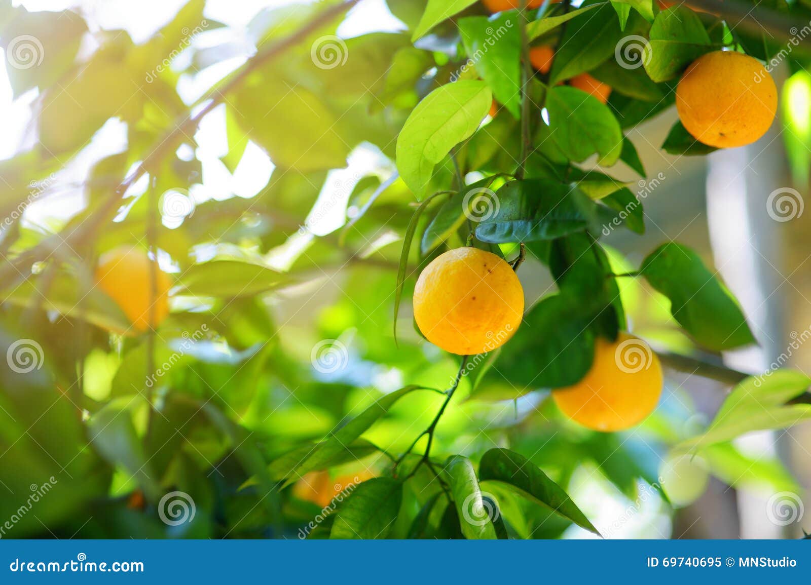 Bunch of Fresh Ripe Oranges on a Orange Tree Branch Stock Image - Image ...