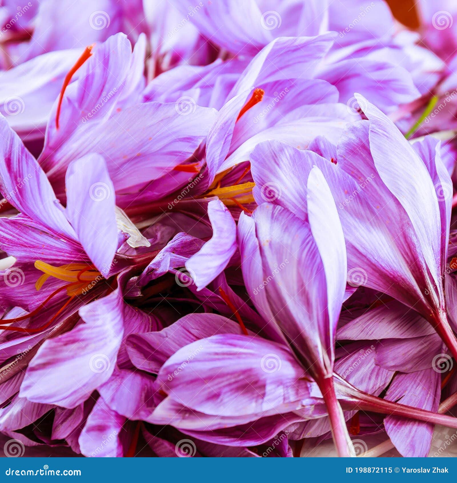 Bunch of Fresh Saffron Flowers on a White Background. Stock Image ...