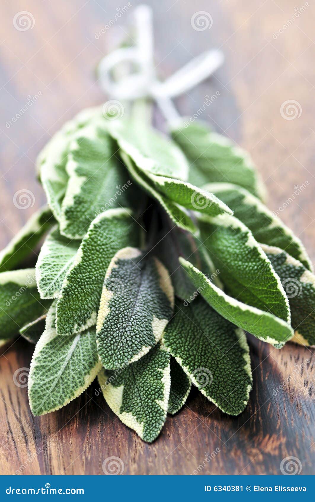 Bunch of fresh sage stock image. Image of board, macro - 6340381