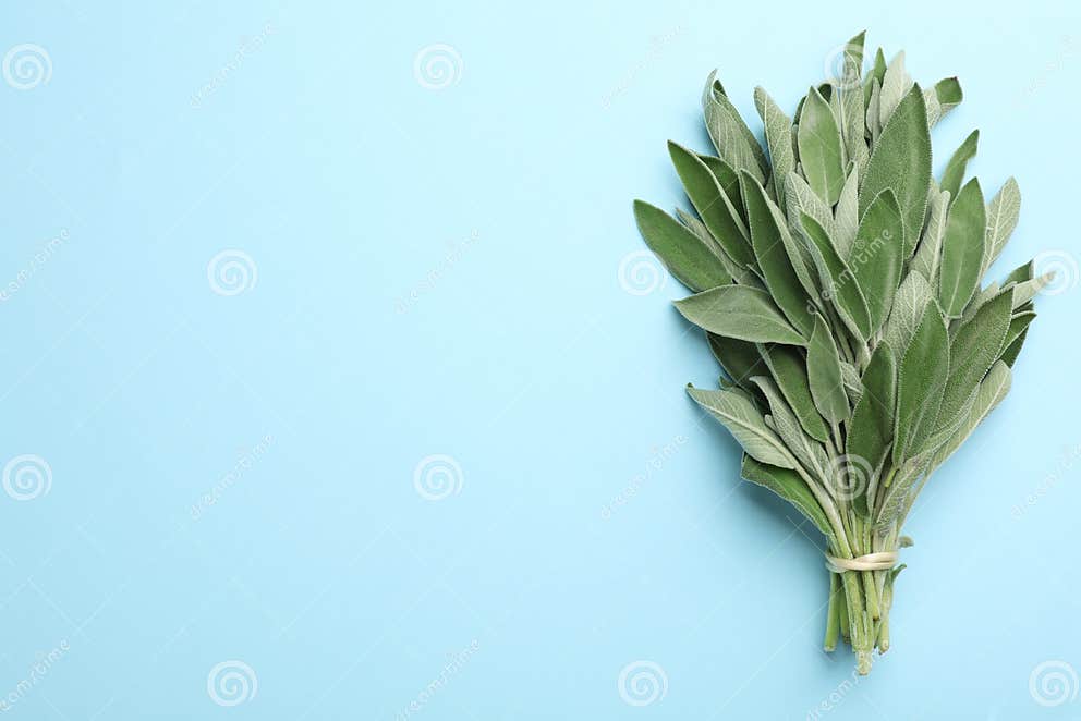 Bunch of Fresh Sage on Turquoise Background, Top View. Space for Text ...