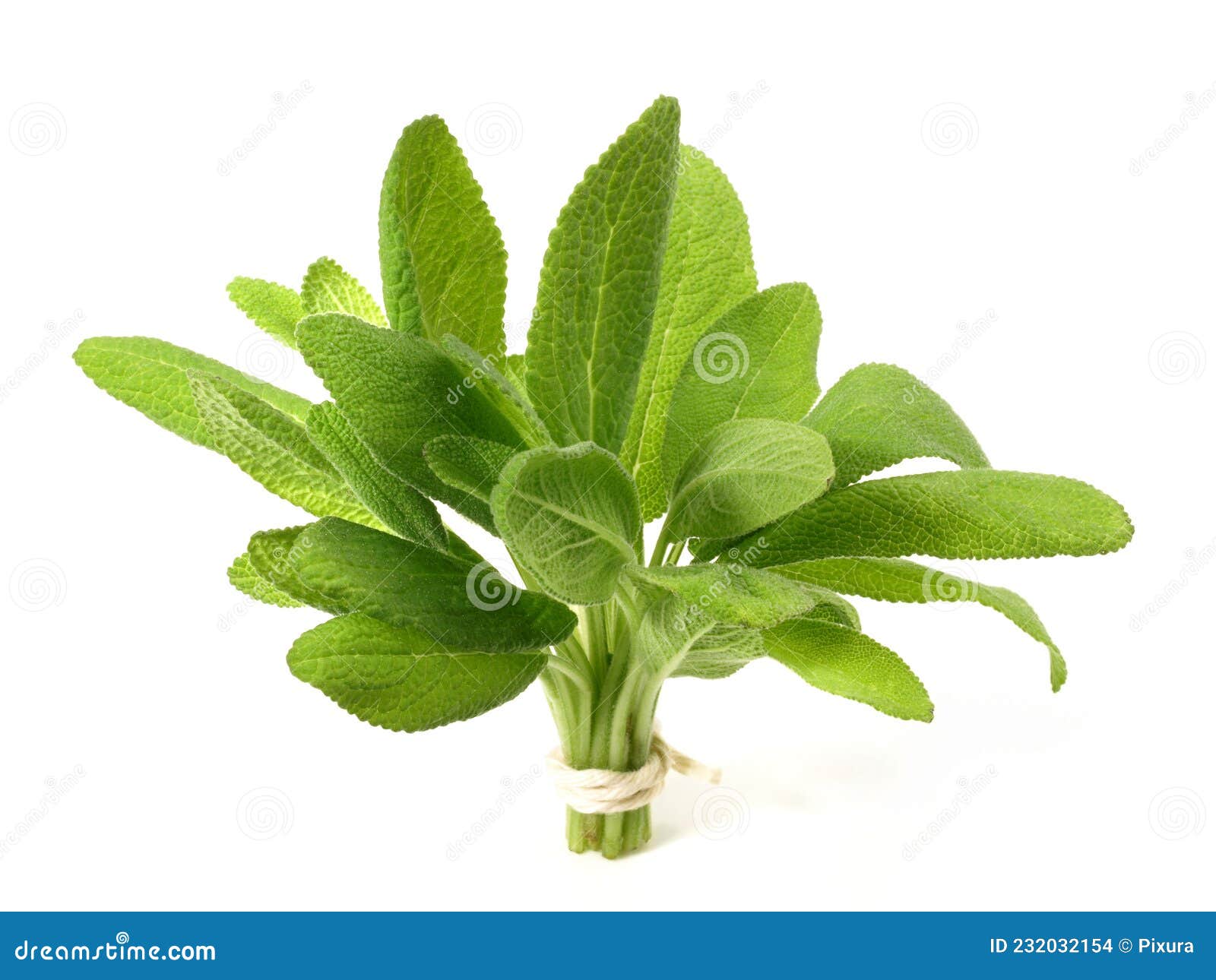 Bunch of Fresh Sage on White Background - Isolated Stock Photo - Image ...
