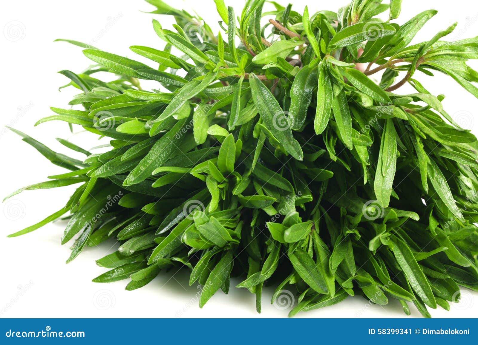 Bunch of fresh savory stock image. Image of savory, plant - 58399341