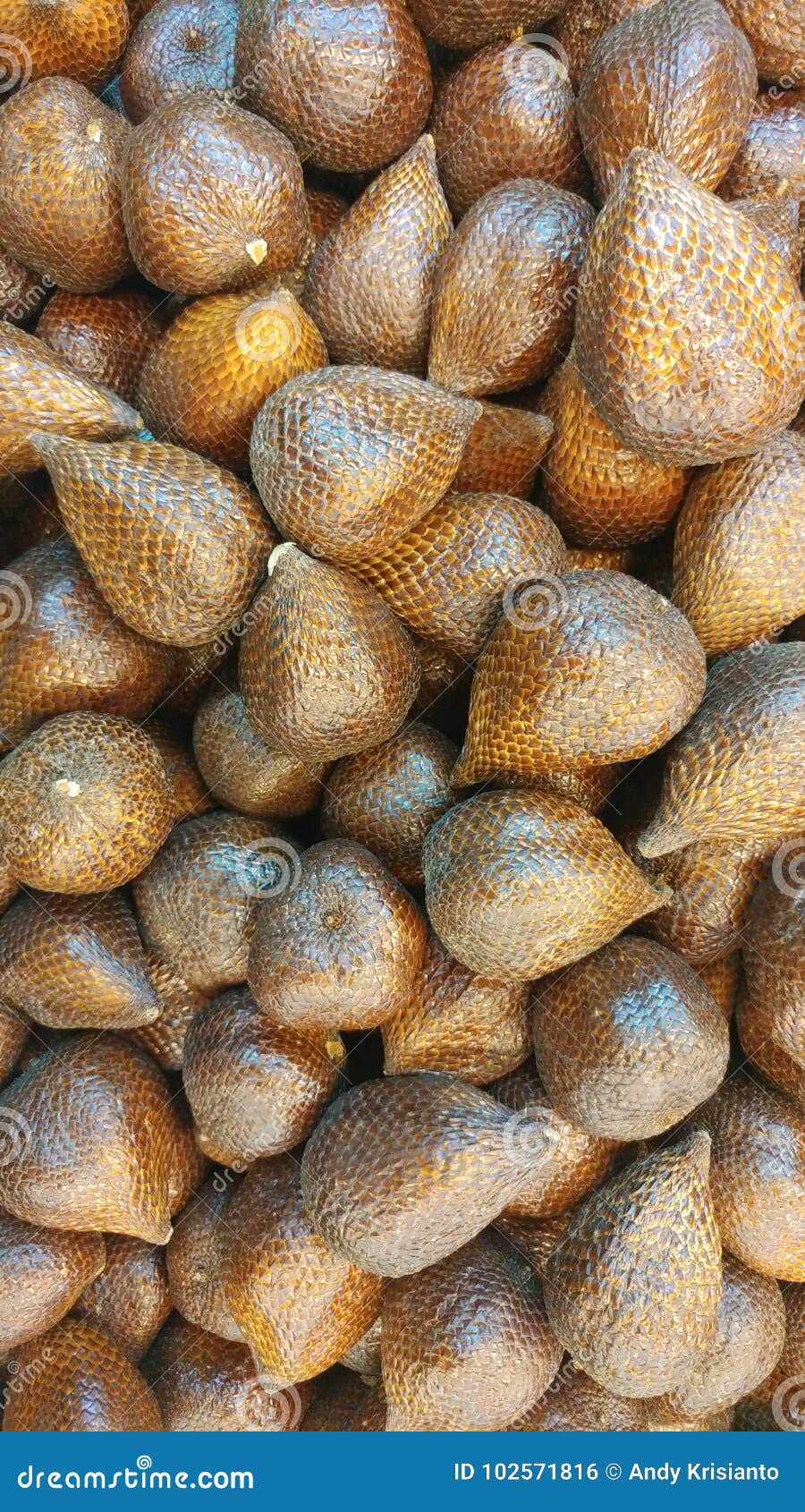 Bunch of fresh snake fruit stock photo. Image of fresh - 102571816