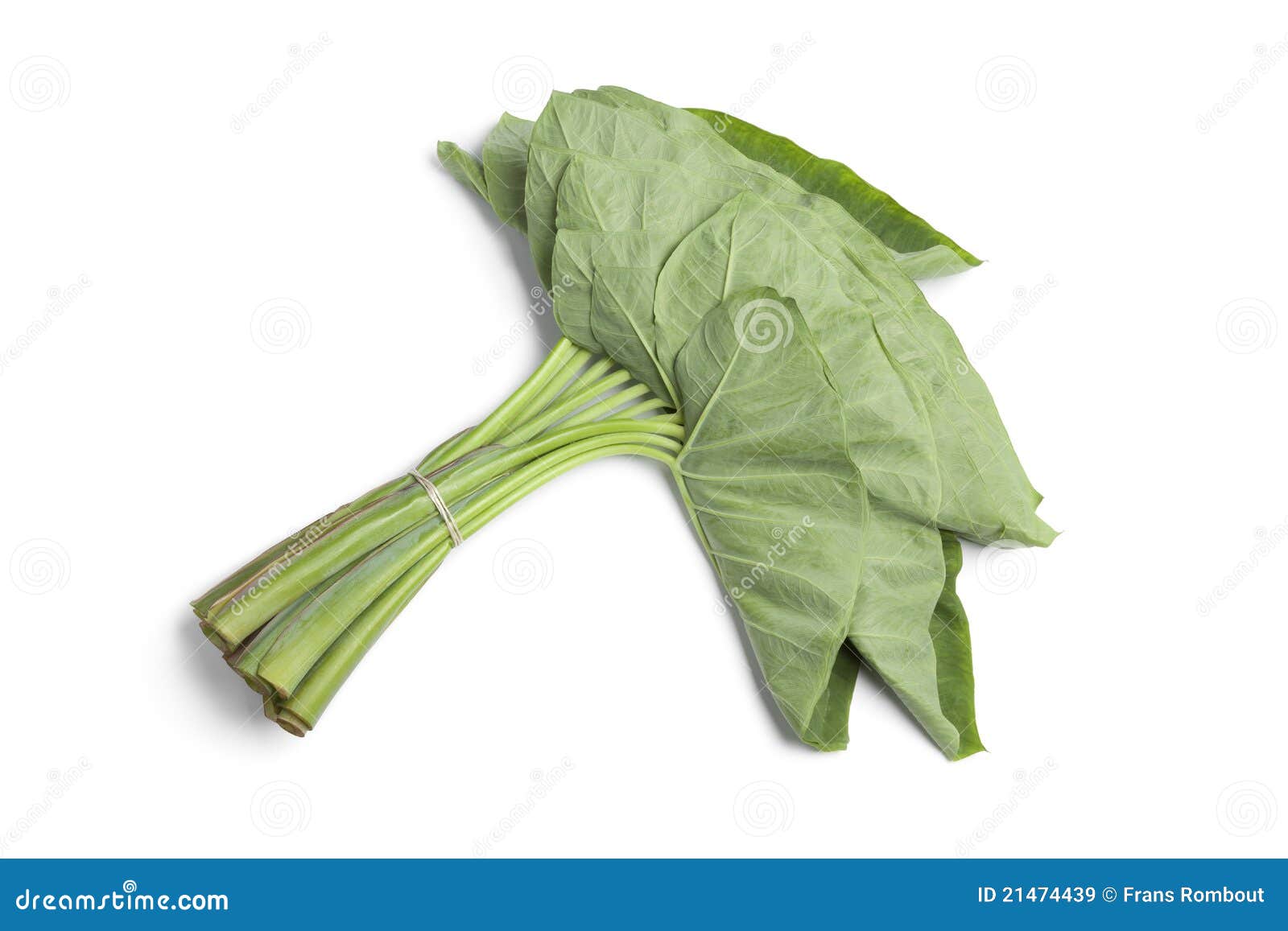 Taro Leaves With Water Splash Stock Photo | CartoonDealer.com #205497888
