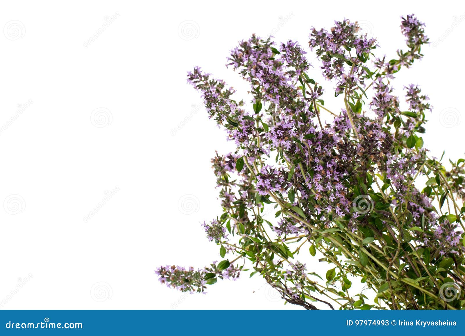 Bunch of Fresh Thyme on White Background Stock Image - Image of bundle ...
