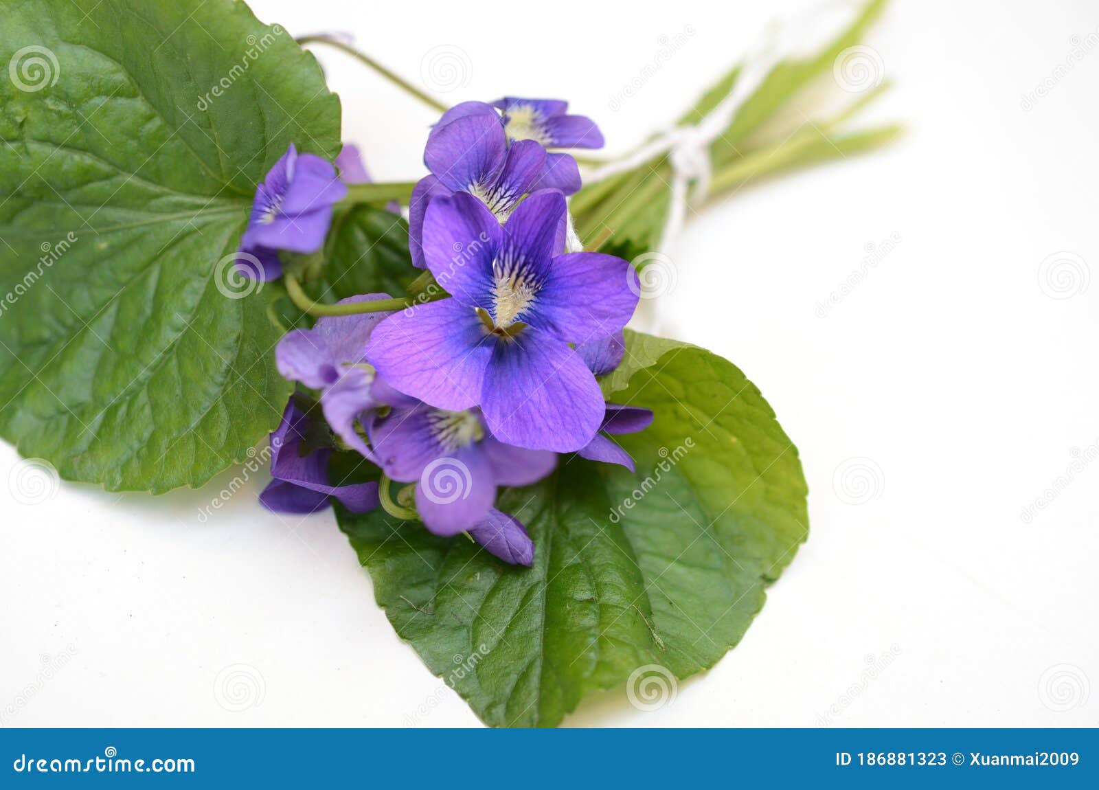 Bunch Fresh Violet, Viola Odorata with Leaves Stock Image - Image of ...