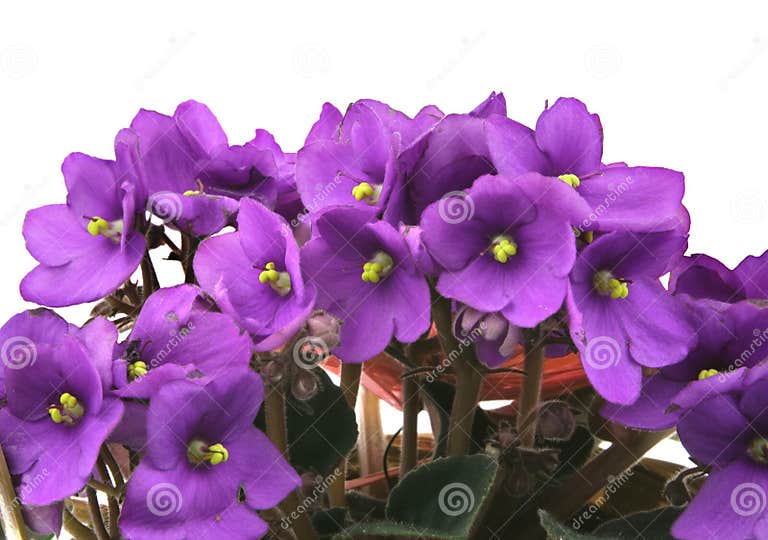 Bunch of Fresh Violets on White Stock Photo - Image of isolation ...