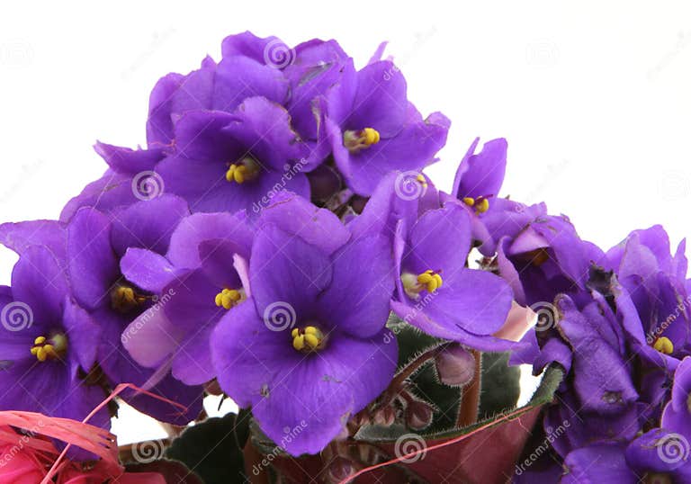 Bunch of Fresh Violets on White Stock Image - Image of isolate ...