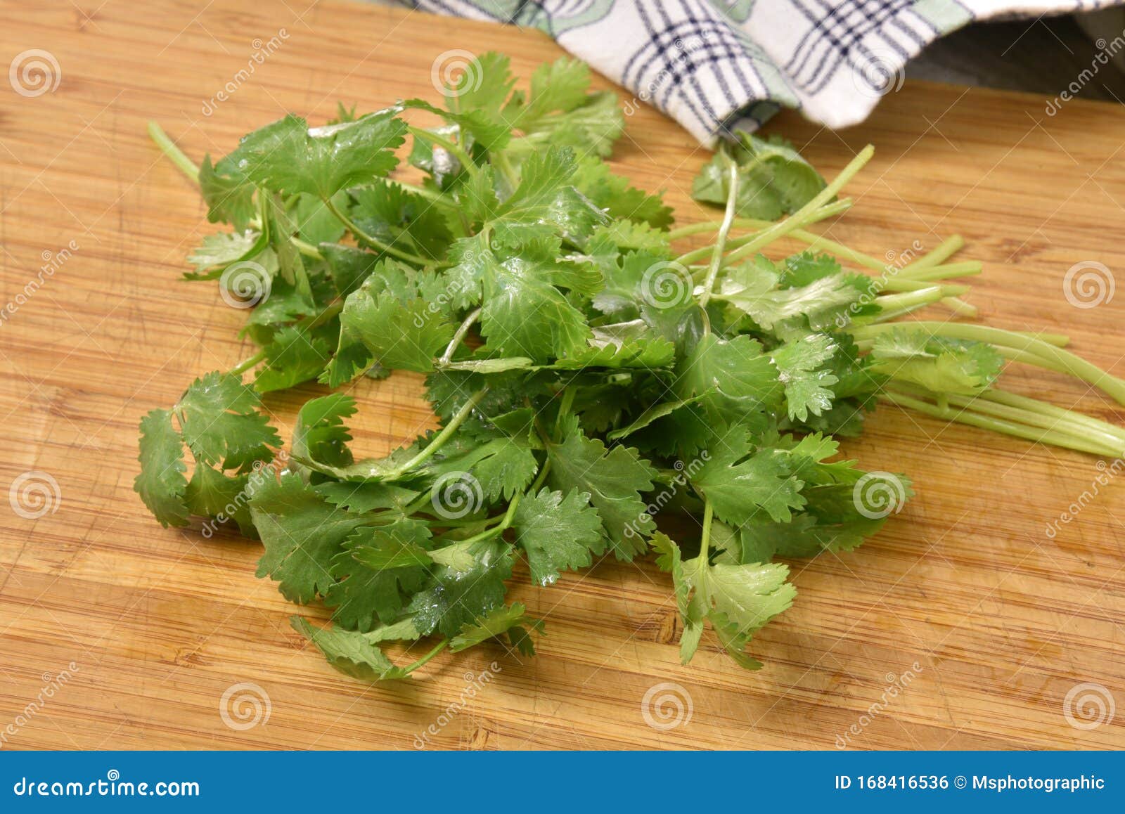 Fresh Cilantro stock photo. Image of fresh, aromtic - 168416536