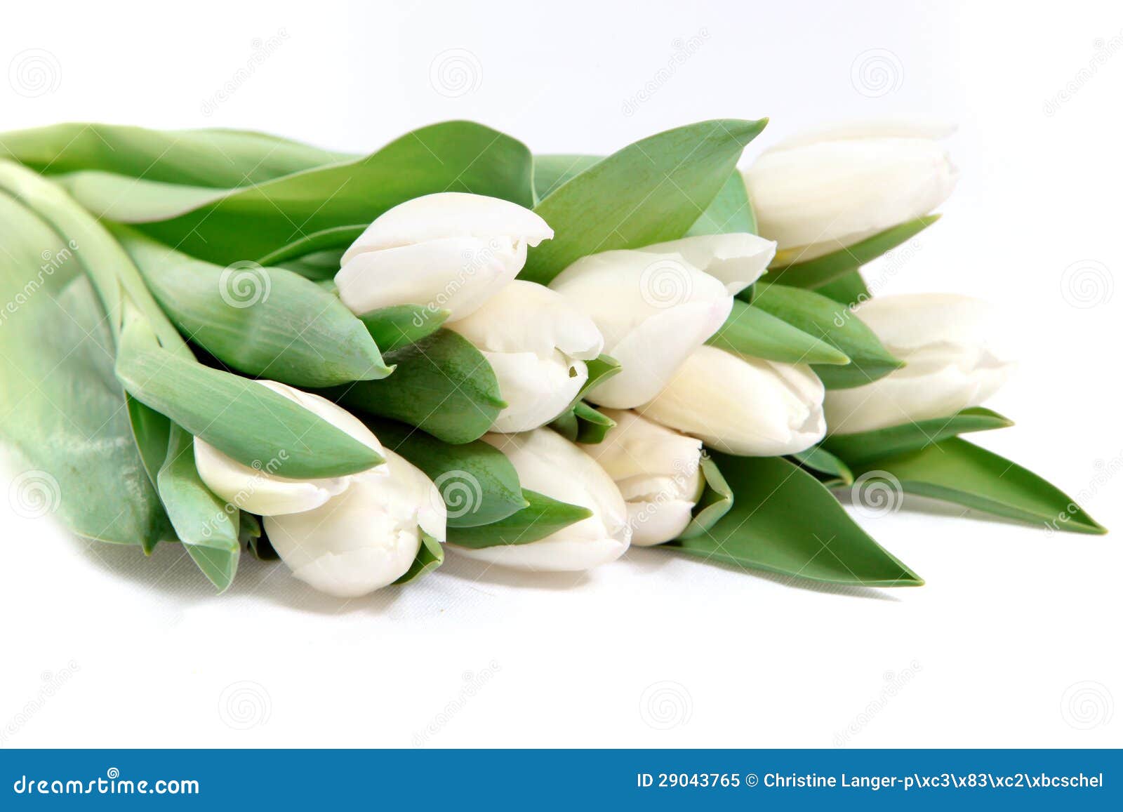 Bunch of Fresh White Tulips Stock Image - Image of seasonal, bouquet ...