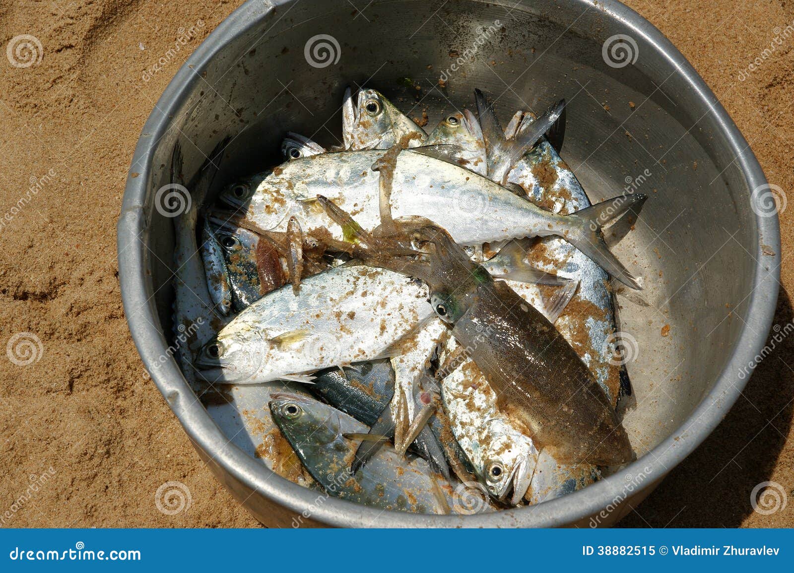 Bunch of Freshly Caught Fish in a Basket Stock Image - Image of ...