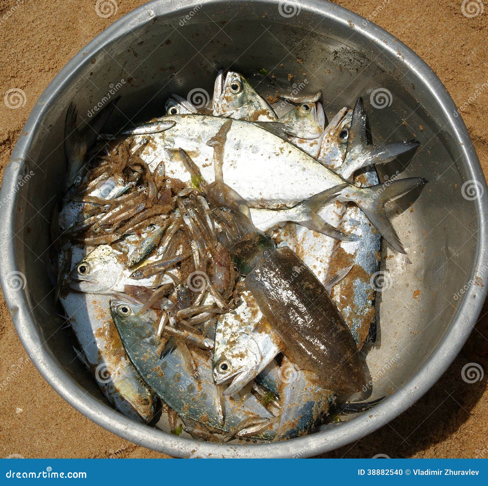 Bunch of Freshly Caught Fish in a Basket Stock Photo - Image of ...