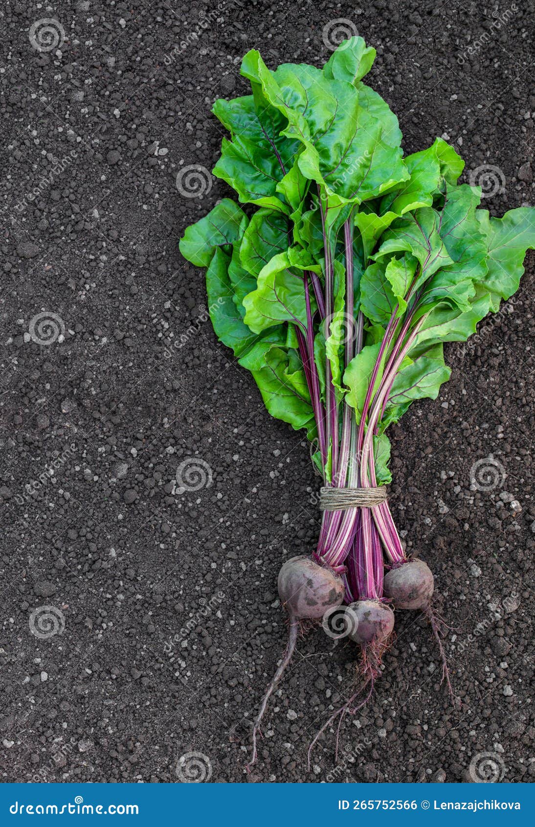Bunch of Freshly Harvested Beetroots on the Soil Stock Photo - Image of ...