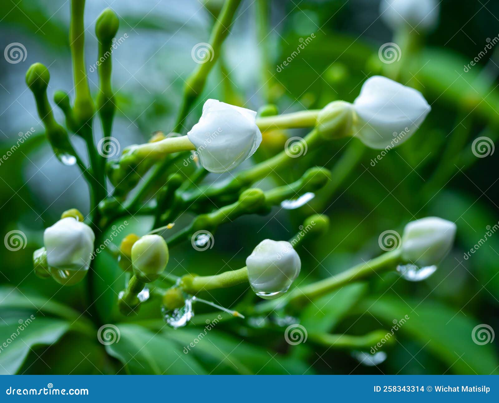Bunch of Gardenia Buds stock photo. Image of bunch, bloom - 258343314