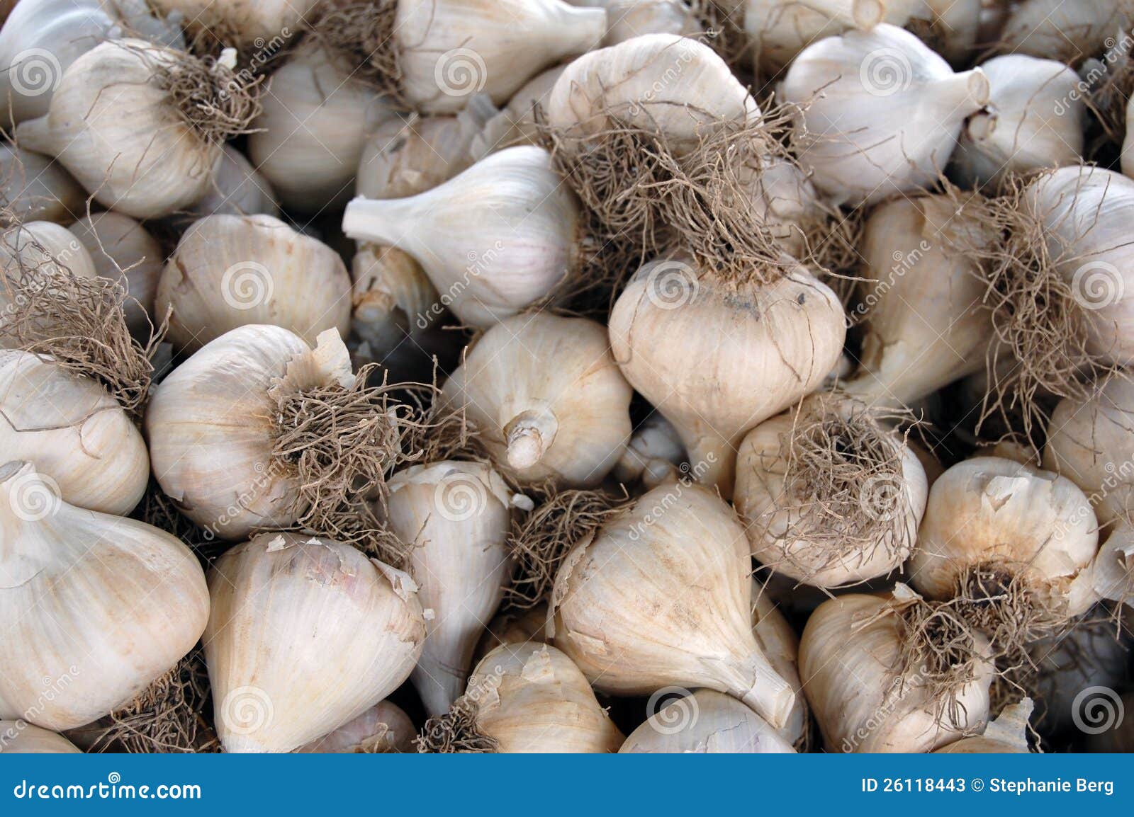 Bunch of Garlic stock image. Image of vegetable, bulb - 26118443