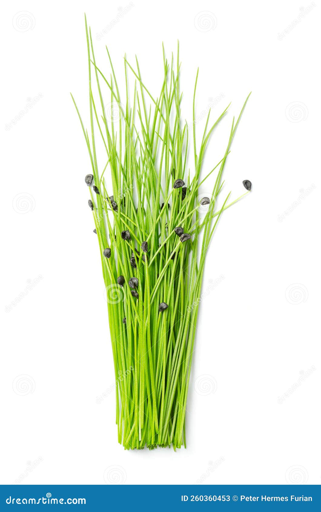 Bunch of Fresh Garlic Chive Microgreens, Raw and Sprouted Allium ...