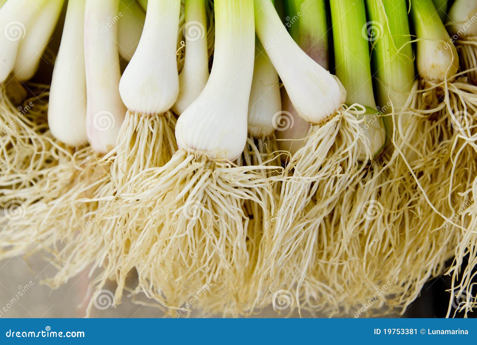 Bunch of Garlic Fresh Raw Vegetables Food Stock Image - Image of ...