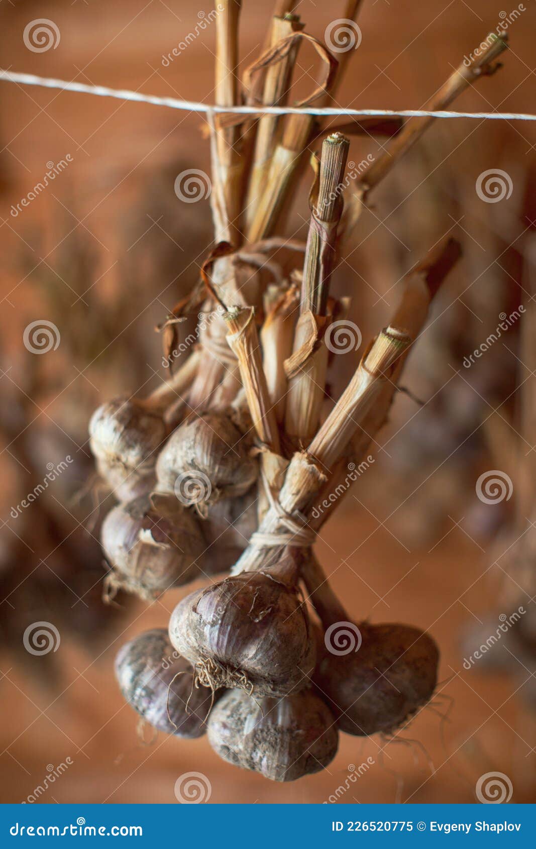 A Bunch of Garlic Hangs from Ropes. Drying Vegetables for Winter ...