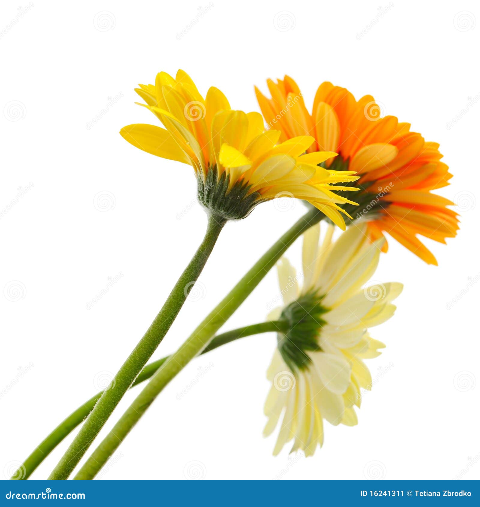 Bunch of gerbera stock image. Image of gift, beauty, flower - 16241311