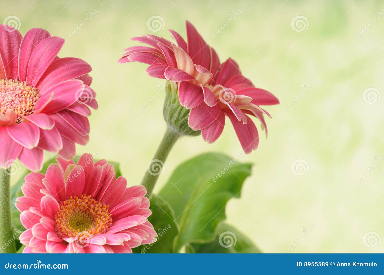 Bunch of gerbera stock image. Image of daisy, petal, flower - 8955589