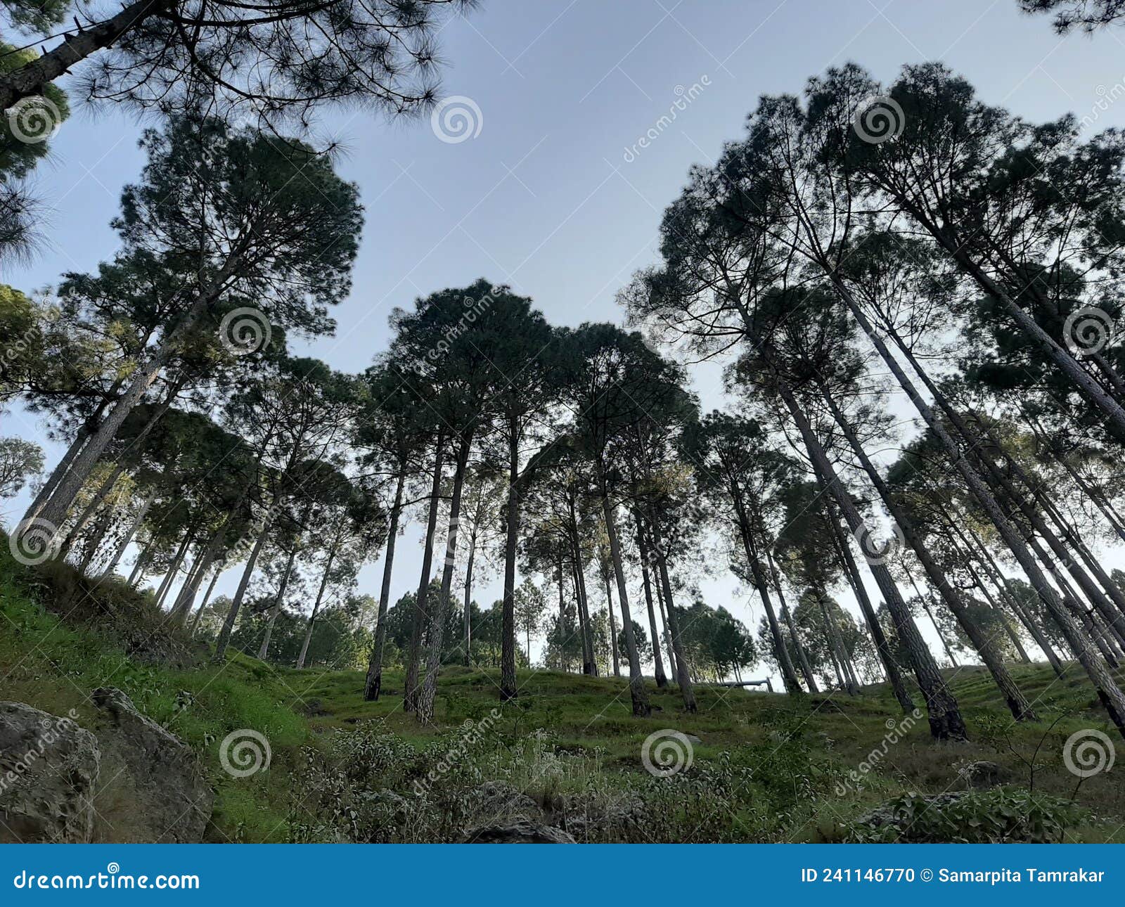 Bunch of Giant Pine Trees Gossiping Stock Photo - Image of pine, giant ...