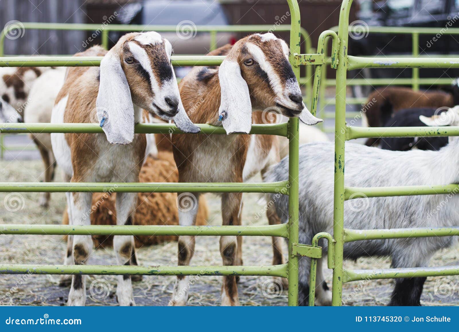 Goats in a caged area stock photo. Image of agriculture - 113745320