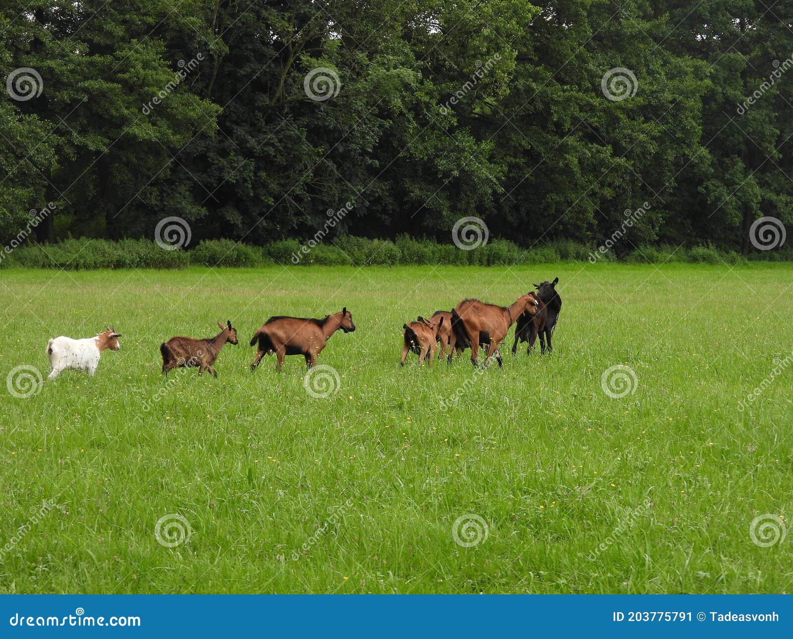 Bunch of Goats on Summer Pasture Stock Image - Image of goats, aegagrus ...