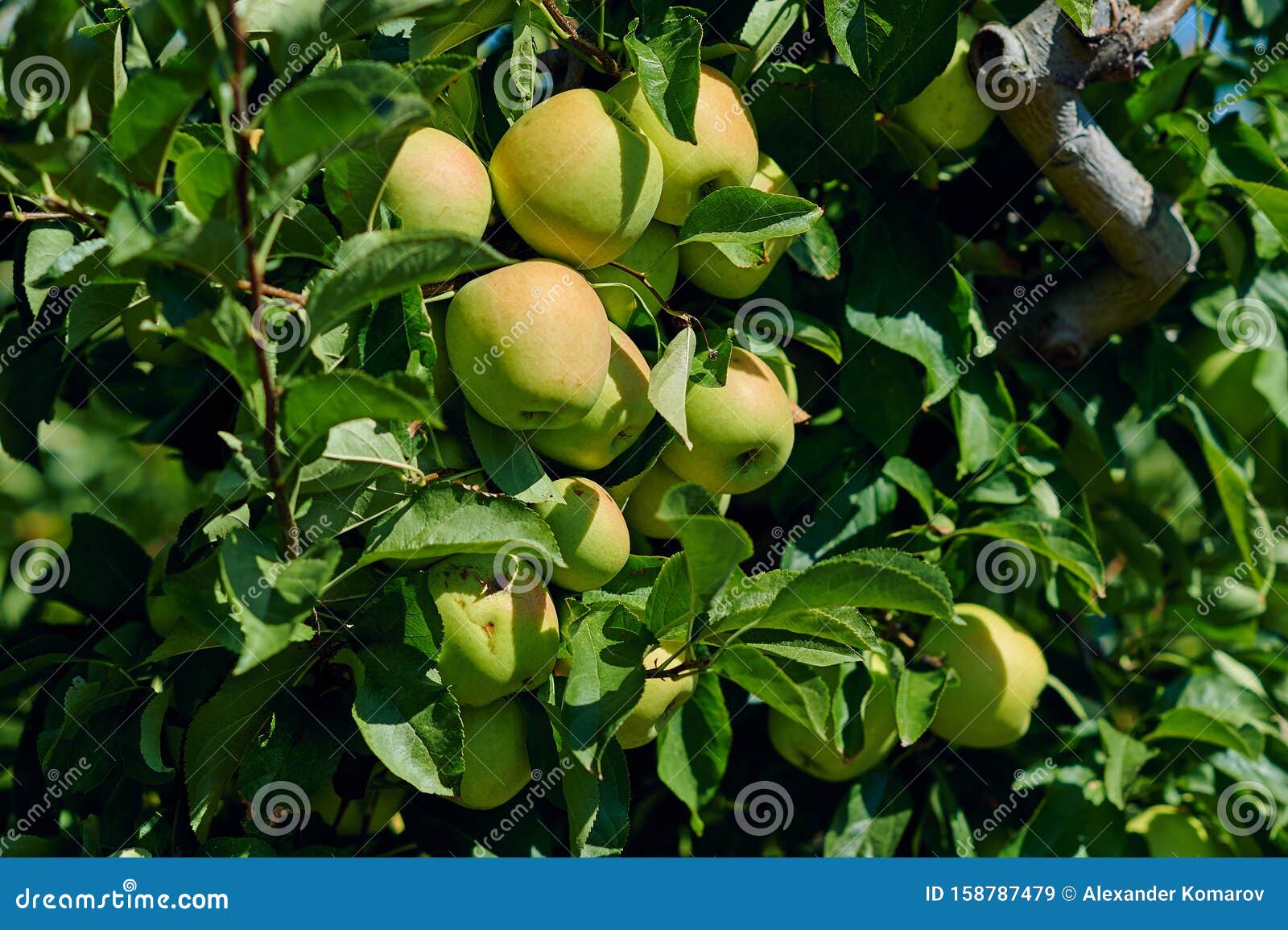 Bunch of Golden Delicious Apples on a Tree Stock Image - Image of fresh ...
