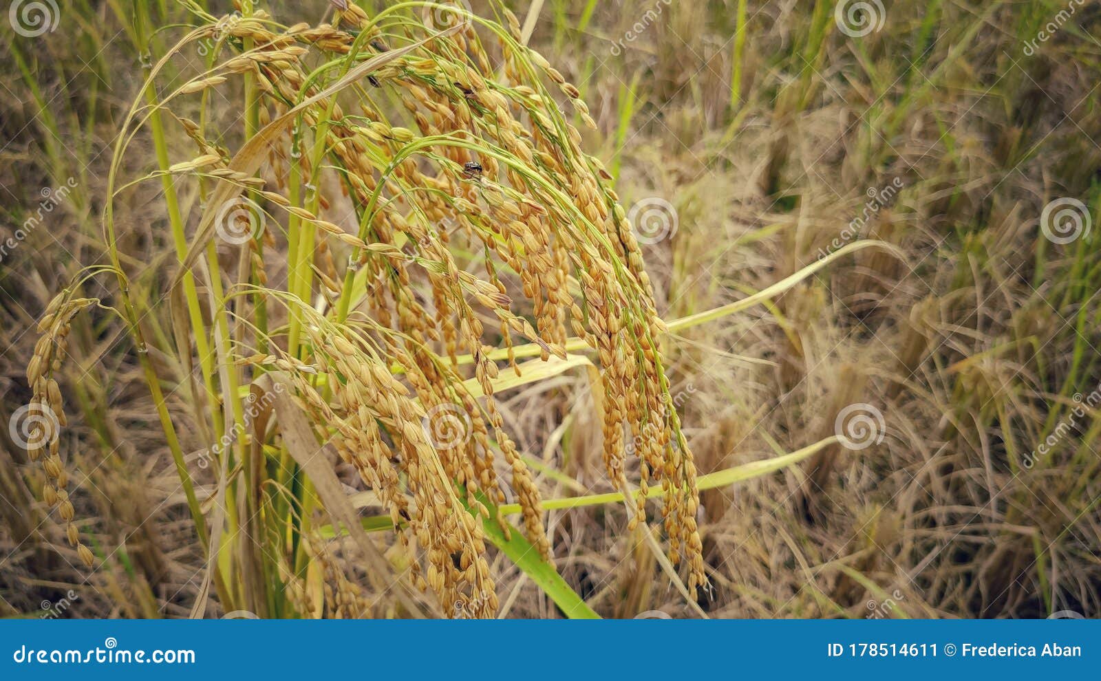 Bunch of Golden Paddy Crop Background Stock Image - Image of natural ...