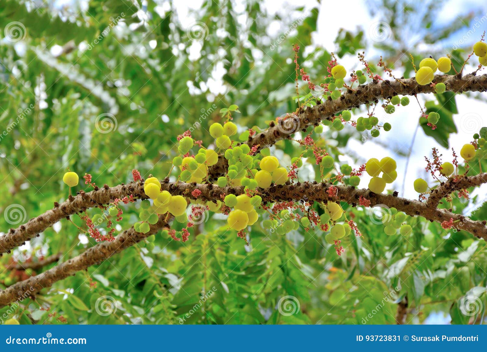 Bunch Gooseberry.Phyllanthus Acidus, Native Gooseberry Stock Photo ...