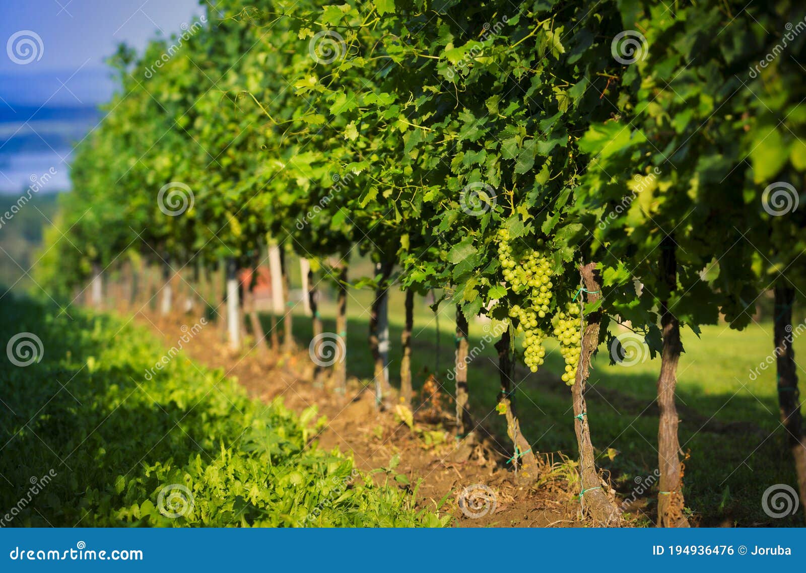 Bunch of Grape on Branch in Vineyard Stock Photo - Image of grapevine ...