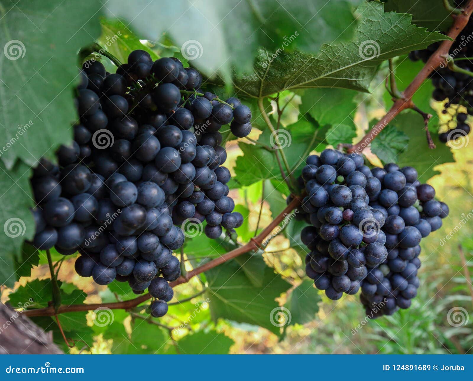 Grape on Branch in Vineyard Stock Image - Image of black, grape: 124891689