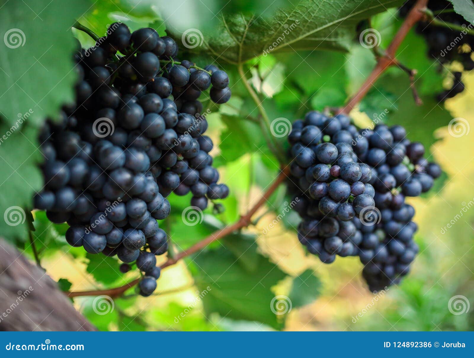 Grape on Branch in Vineyard Stock Photo - Image of disease, juicy ...