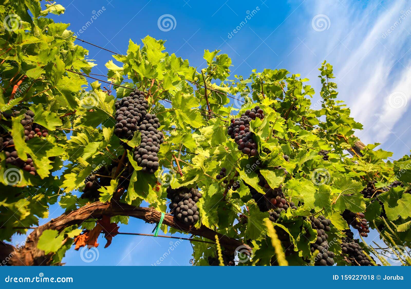 Grape on Branch in Vineyard Stock Photo - Image of growth, crop: 159227018